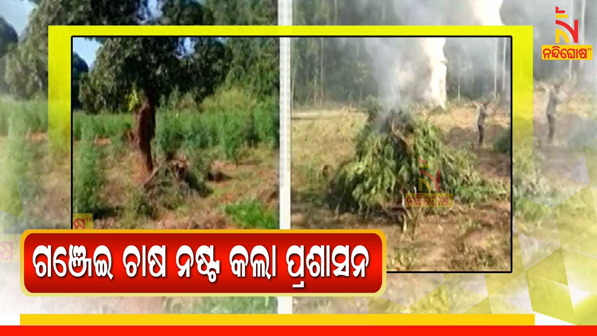 Ganja tree Seized In Baliguda Kandhamal