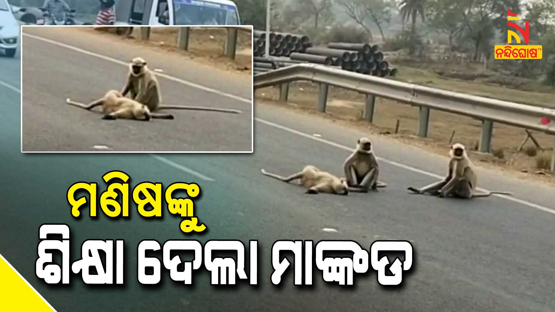 Monkey Grieving For Dead Friend Video Goes Viral