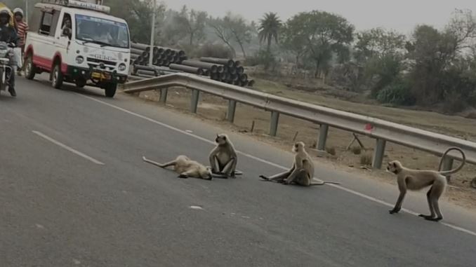 Monkey Grieving For Dead Friend Video Goes Viral